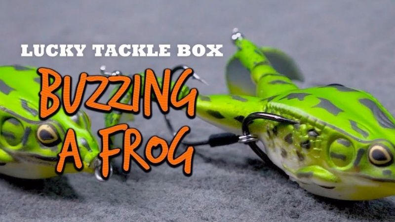 Buzz A Frog – Video