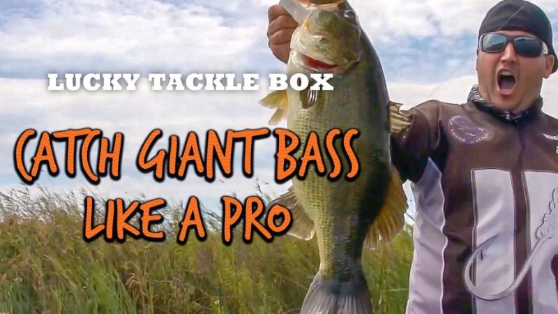 Giant Bass Will Surrender If You Just Do This – Video
