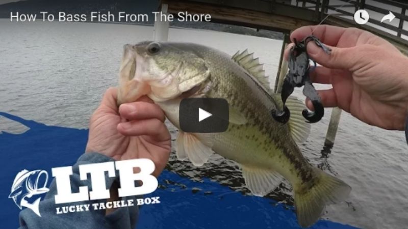 Shore Bass Fishing – Travis Moran Video