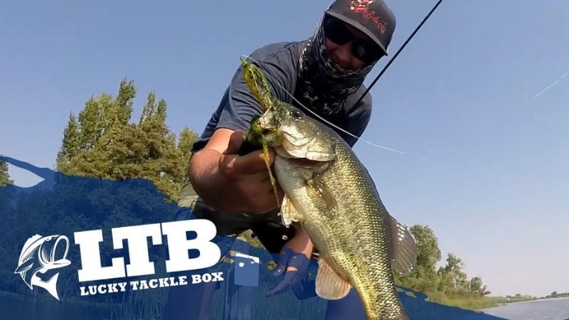 Frog Fishing For Summer Bass