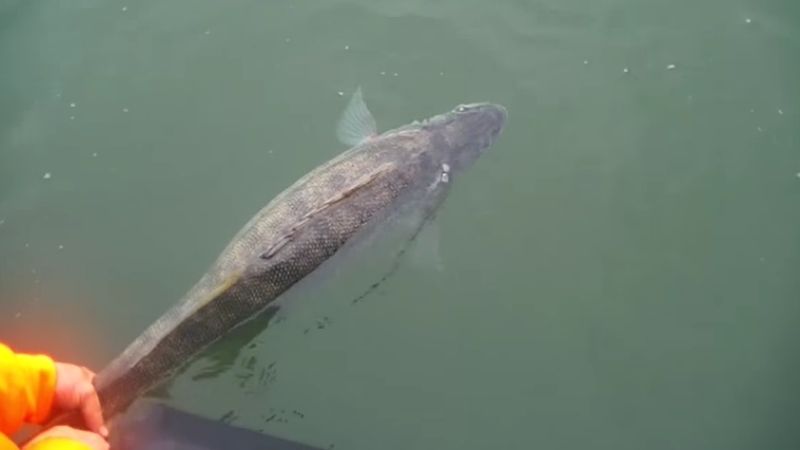 Largest Walley Ever Caught On Film