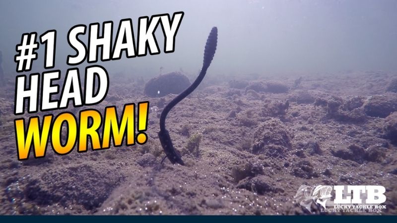 Shaky Head Worm Going Live