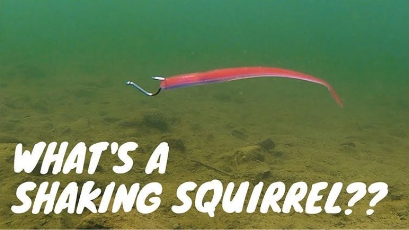 Squirrel Worm Born For Sluggish Fish